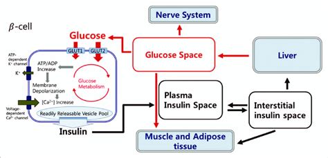 Schematic Diagram Of The Combined Model Incorporating The β Cell Download Scientific Diagram