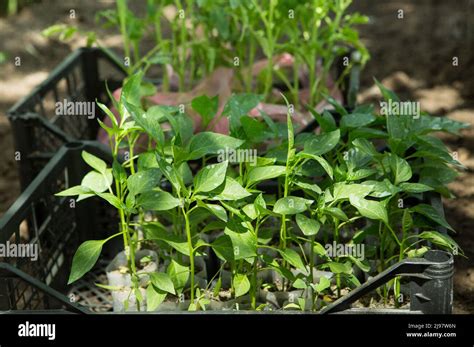 Seedlings Of Bitter Chili Peppers Grow In Pots In The Garden The