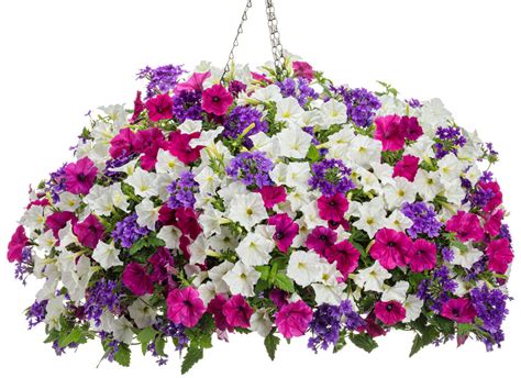 Raspberry Yogurt Container Garden Plant Addicts