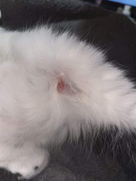 Wound On The Inside Of My Cats Leg Does It Look Infected How To Treat
