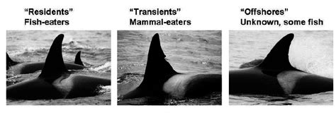 Examples Of Dorsal Fins And Saddle Patches Of Resident Transient And Download Scientific