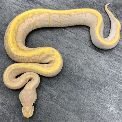 PINSTRIPE Freeman Ballpython