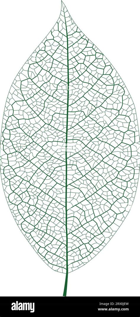 Layered Vector Illustration Of Leaf Vein Stock Vector Image Art Alamy