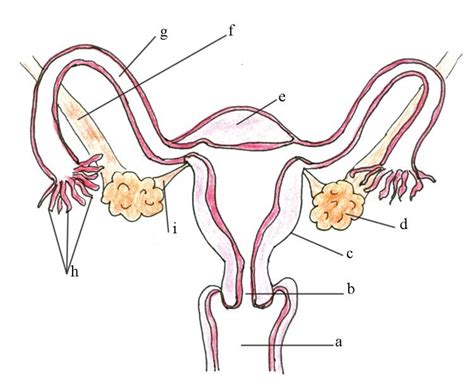 Female Reproductive System Diagram Quizlet