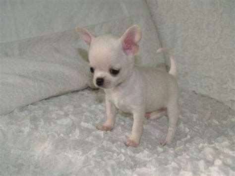 Чихуахуа мини описание фото особенности характера и содержания
