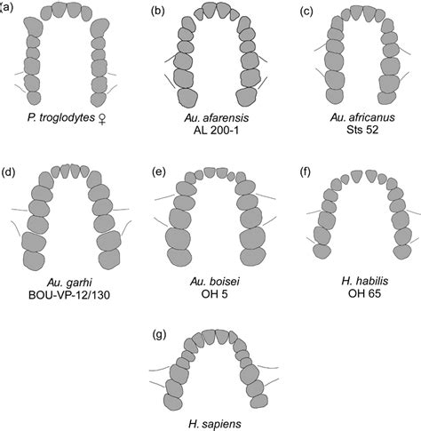 Australopithecus Boisei Teeth