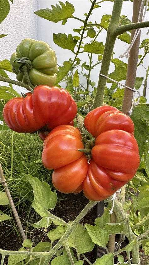 Quick Homemade Tomato Fertilizer — Meadowlark Journal