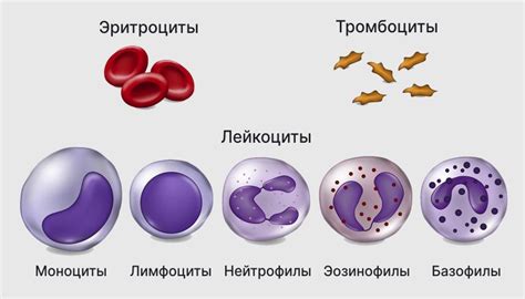Лейкоз (лейкемия) - что это, симптомы и причины рака крови