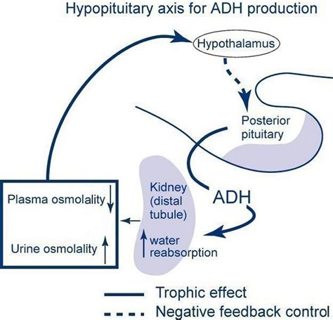 Endocrinology Hypopituitary Axis For Adh Production Diagram In Cats