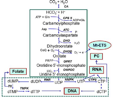 Pyrimidine Nucleotide