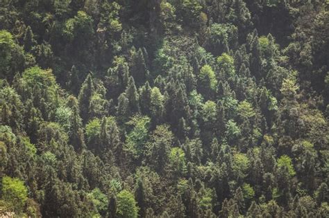 Forest Density Images Free Download On Freepik