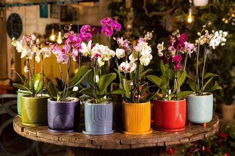 Lin Dao მზის ქართული სიმბოლო ბორჯღალი მზე დიდი ძალის ენერგიის სითბოსი სილამაზის და