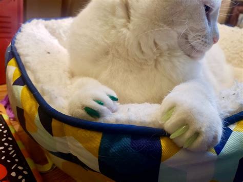 The 5 Best Nail Caps For Cats—we Tested Them All In 2026