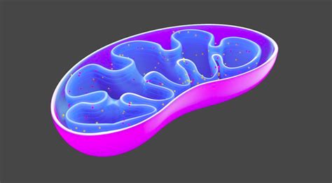 In Mature Sperm Mitochondrial Dna Is Absent Genetics And Genomics