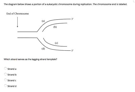 The Diagram Below Shows A Portion Of A Eukaryotic Chromosome During Replication The Chromosome