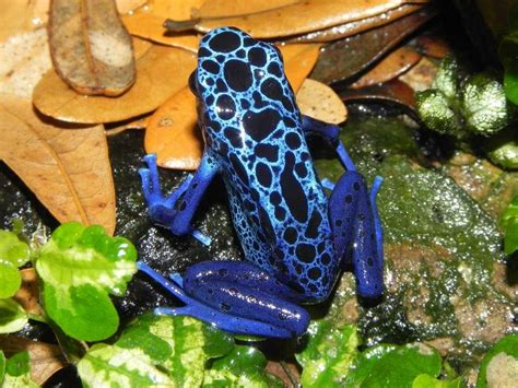 Adaptations Of Poison Dart Frogs In The Rainforest Vital Frog