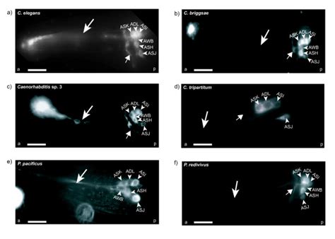 Visualization Of Amphid Neuron Morphology In Various Nematodes Using