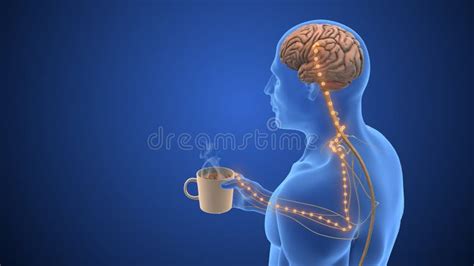 Peripheral Sensory Network For Tactile Perception Stock Illustration