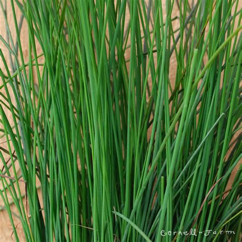 Juncus Blue Dart 2gal Cornell Farm