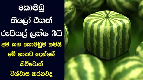 කොමඩු කිලෝ එකක් රුපියල් ලක්ෂ 3යි අපි කන කොමඩුම තමයි මේ ගානට දෙන්නේ කිව්වොත් විශ්වාස කරනවද