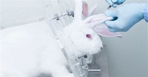 Explaining Pyrogen Testing And Why Its Needed Mat Biotech Mat Biotech