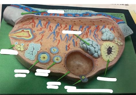 Reproductive Diagram Quizlet