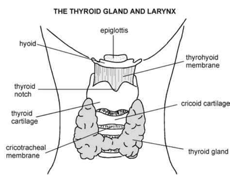Update Testing Your Thyroid And The Definitive Guide To Optimal Ranges