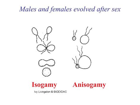 Ppt Males And Females Evolved After Sex Powerpoint Presentation Free Download Id 593739