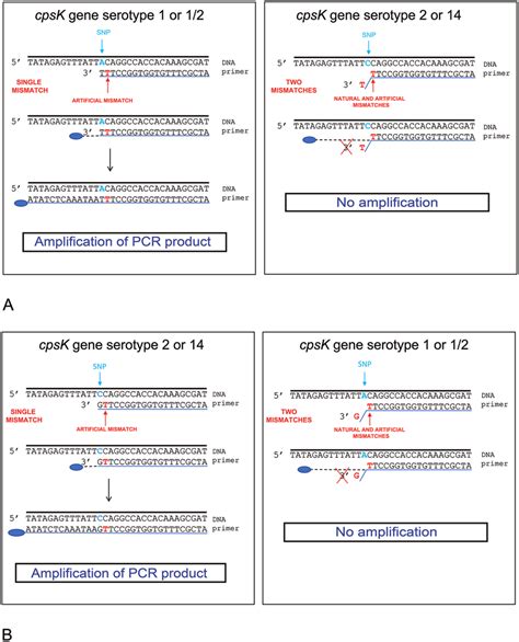 Schematic Representation Of Mismatch Amplification Mutation Assay