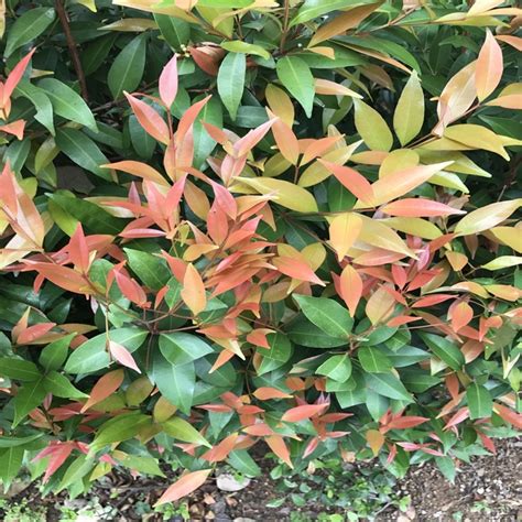 Plants Detection Object Detection Dataset And Pre Trained Model By Radith