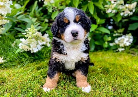 Bernese Mountain Dog Lifespan How Long Do Bernese Mountain Dogs Live