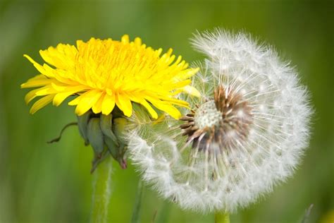 Dandelion Transformation Blossoms Free Photo On Pixabay Pixabay