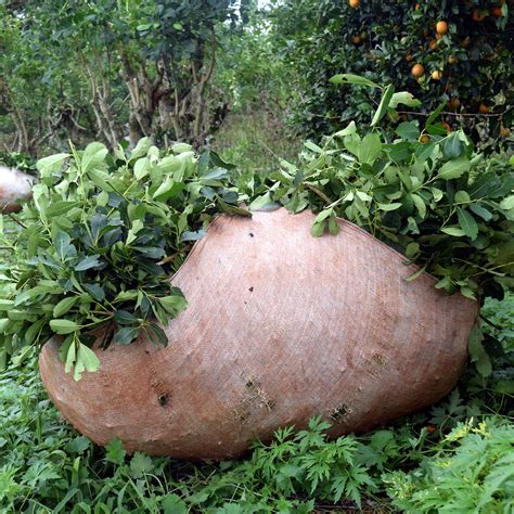 Té Mate Té De Paraguay Yerba Mate Venta Té Mate Té De Paraguay