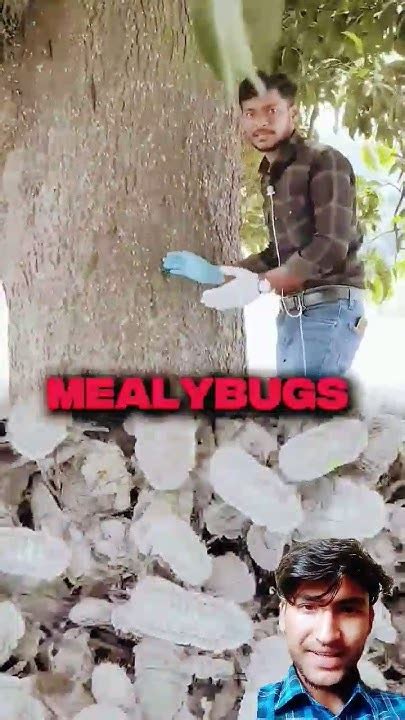 Viralshort Shorta Shortsvideo Shorts Shortvideo Youtube