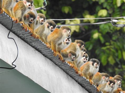 Cebid Monkeys Cebidae Know Your Mammals