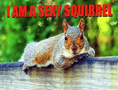 Sexy Squirrel Stealing Your Nuts R Thenaturallyunknown