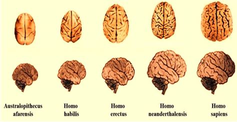 Human Brain Evolution Steps Upper Row Is A Superior View And Lower Row