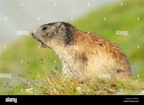 Alpine Marmot Marmota Marmota Whistling Warning Call Grossglockner Hohe Tauern National