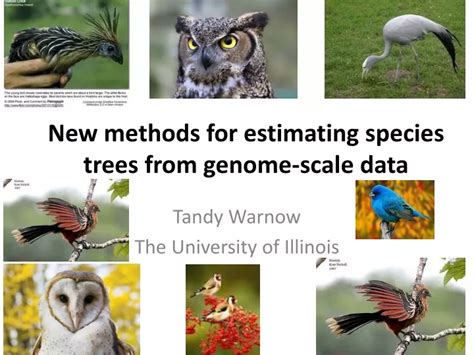 ppt new methods for estimating species trees from genome scale data