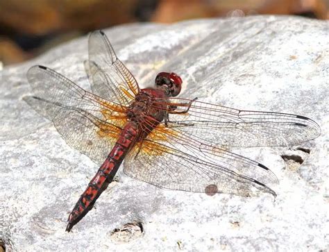 23 Types Of Red Dragonflies Pictures And Identification