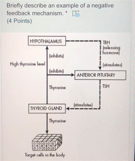 Solved Briefly Describe An Example Of A Negative Feedback