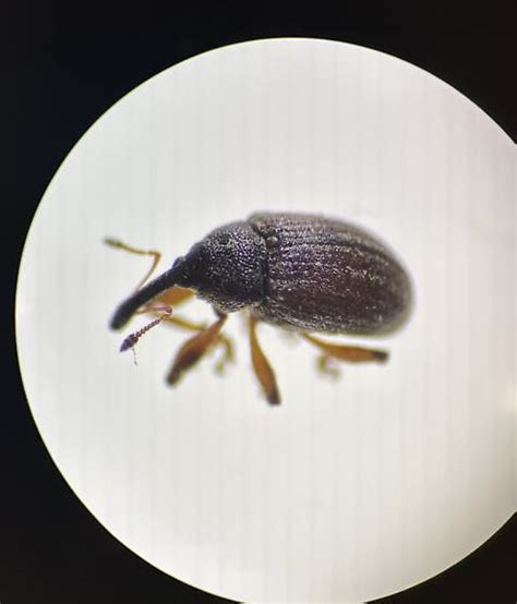 Anthonomus Bugguide Net