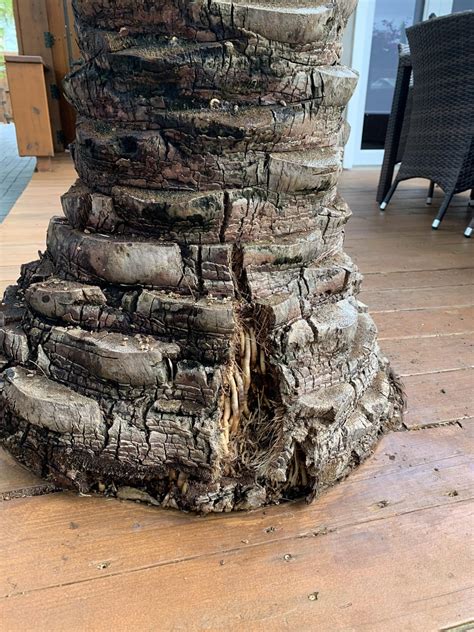 Phoenix Sylvestris Split Trunk R Plantclinic