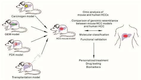 Mouse Model For Cancer Research At Wilma Scanlon Blog