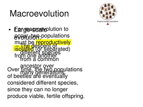 PPT Chapter 24 Macroevolution Origin Of Species PowerPoint Presentation ID 1776374