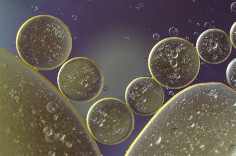 What Is The Function Of Lipids Science Trends