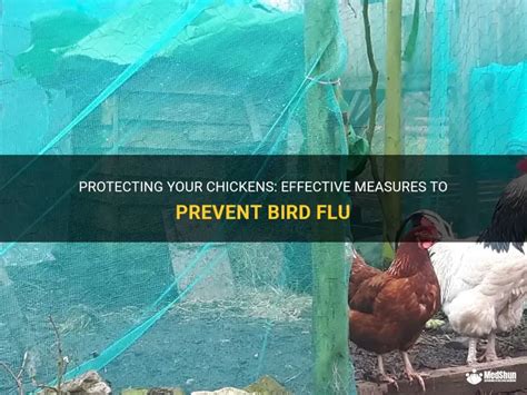 Protecting Your Chickens Effective Measures To Prevent Bird Flu Medshun