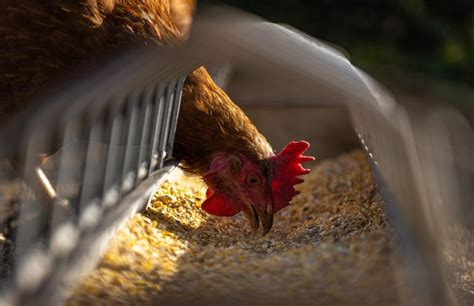 Feed Your Laying Hens Right A Comprehensive Guide Feathered Farm Life