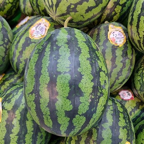 맛있는 수박 고르는 법과 여름철 유익한 수박 영양소