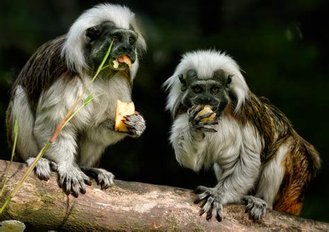 Tamarins